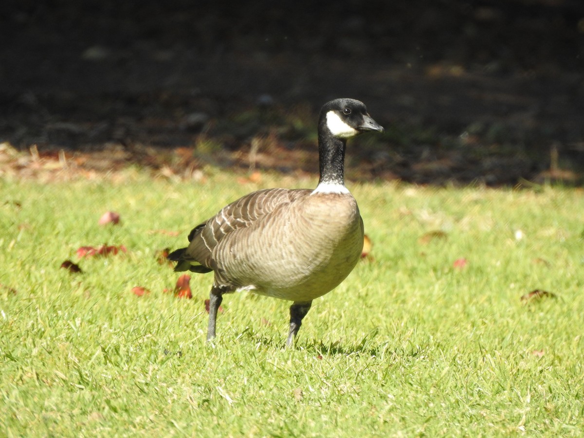 eBird Checklist - 22 Nov 2024 - Frank G. Bonelli RP/Puddingstone ...