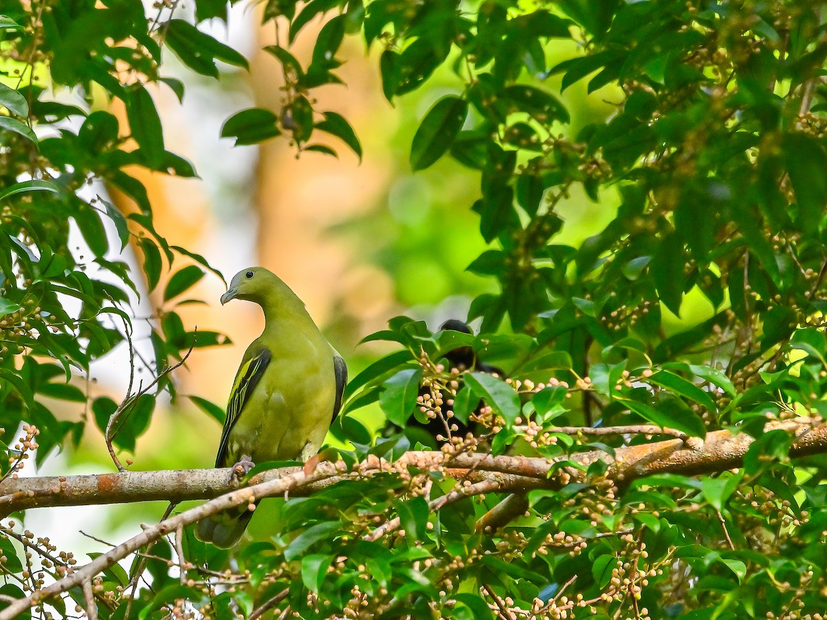 eBird Checklist - 18 Nov 2024 - Kalapathar - 30 species