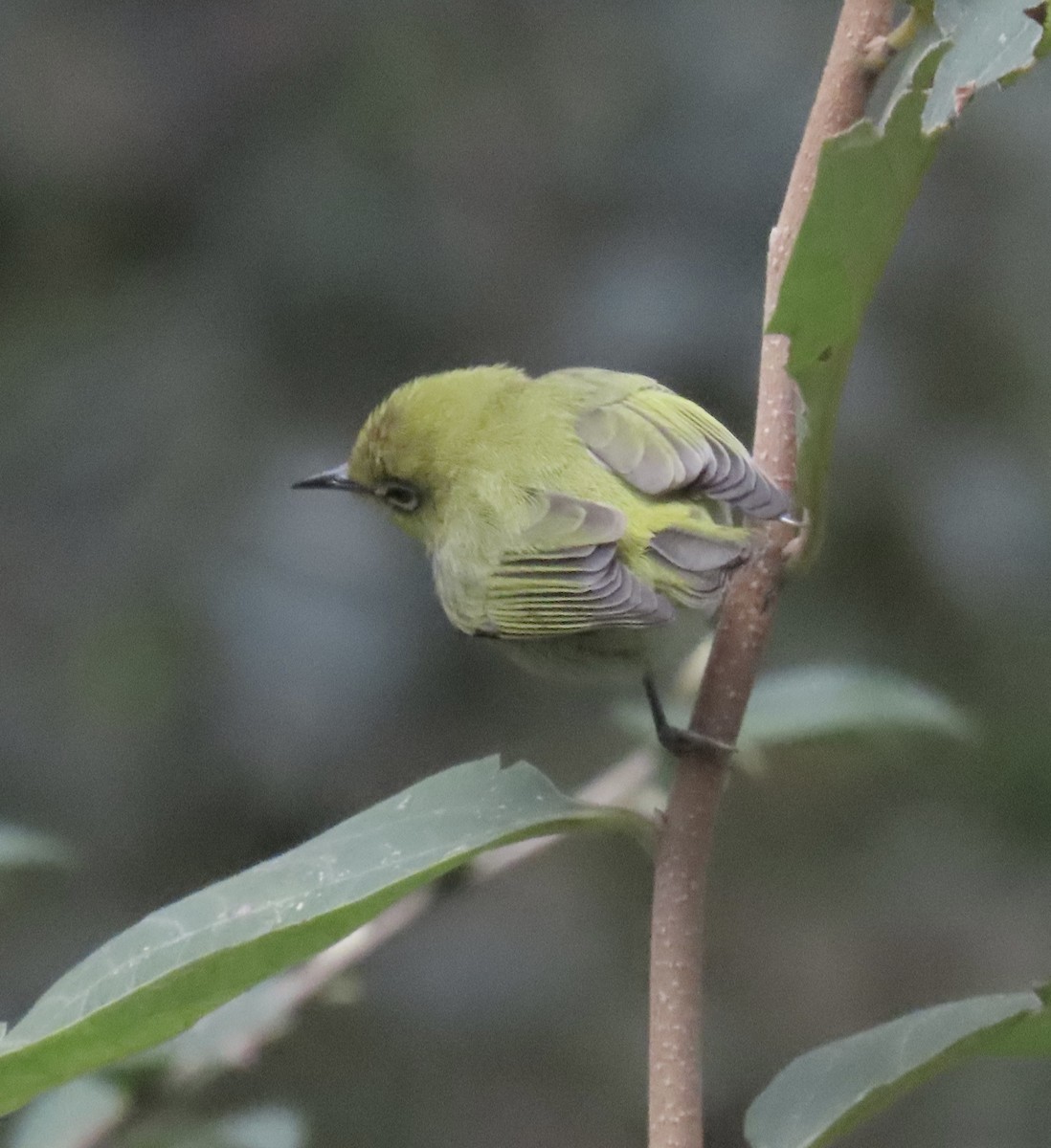 Swinhoe's White-eye - Zosterops simplex - Media Search - Macaulay ...