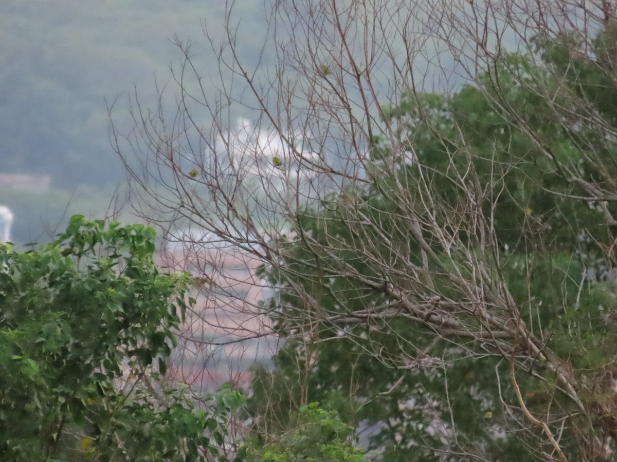 Swinhoe's White-eye - Zosterops simplex - Media Search - Macaulay ...