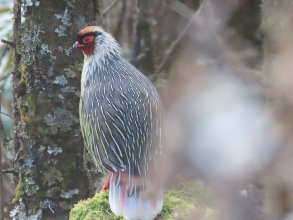 eBird Checklist - 23 Nov 2024 - Bondey-Haa Highway, Paro, BT (27.371 ...