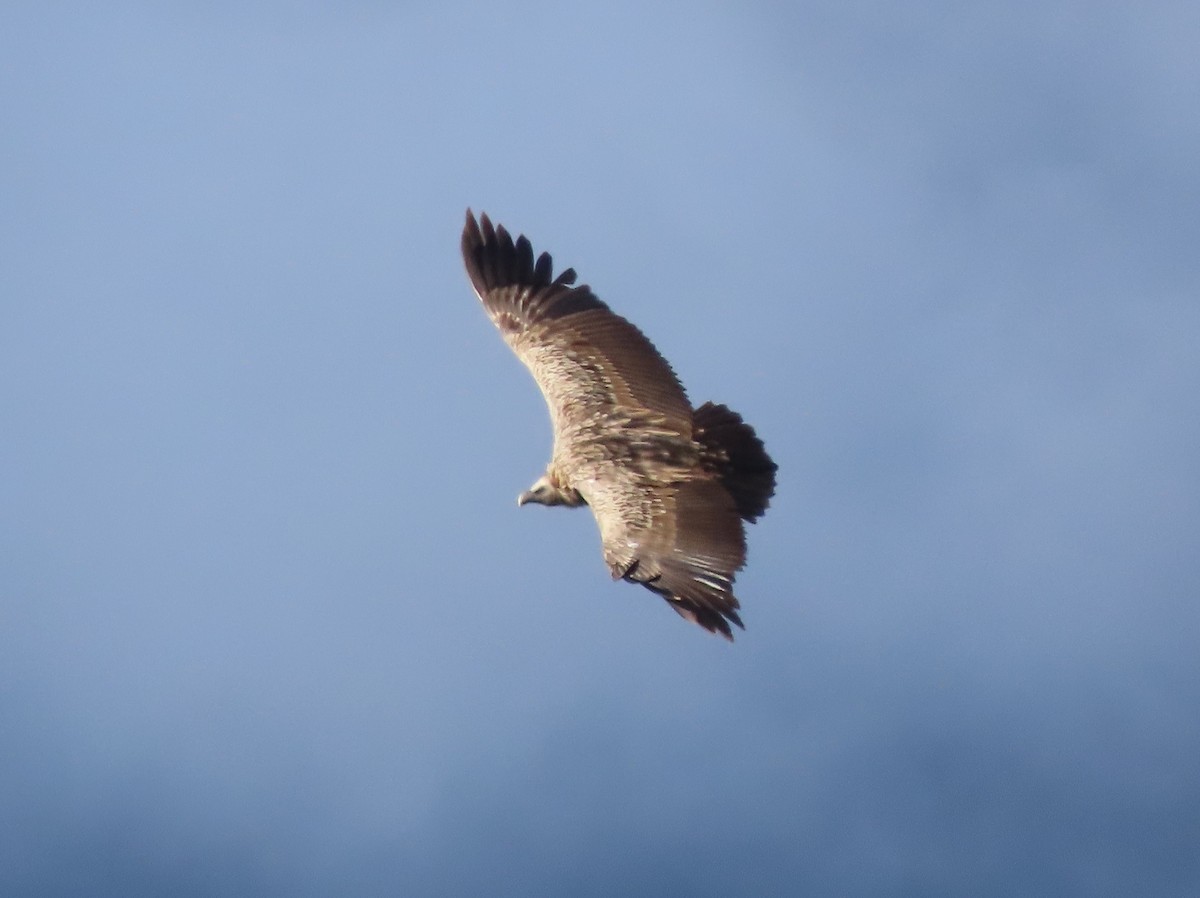 eBird Checklist - 23 Nov 2024 - Bondey-Haa Highway, Haa, BT (27.374, 89 ...