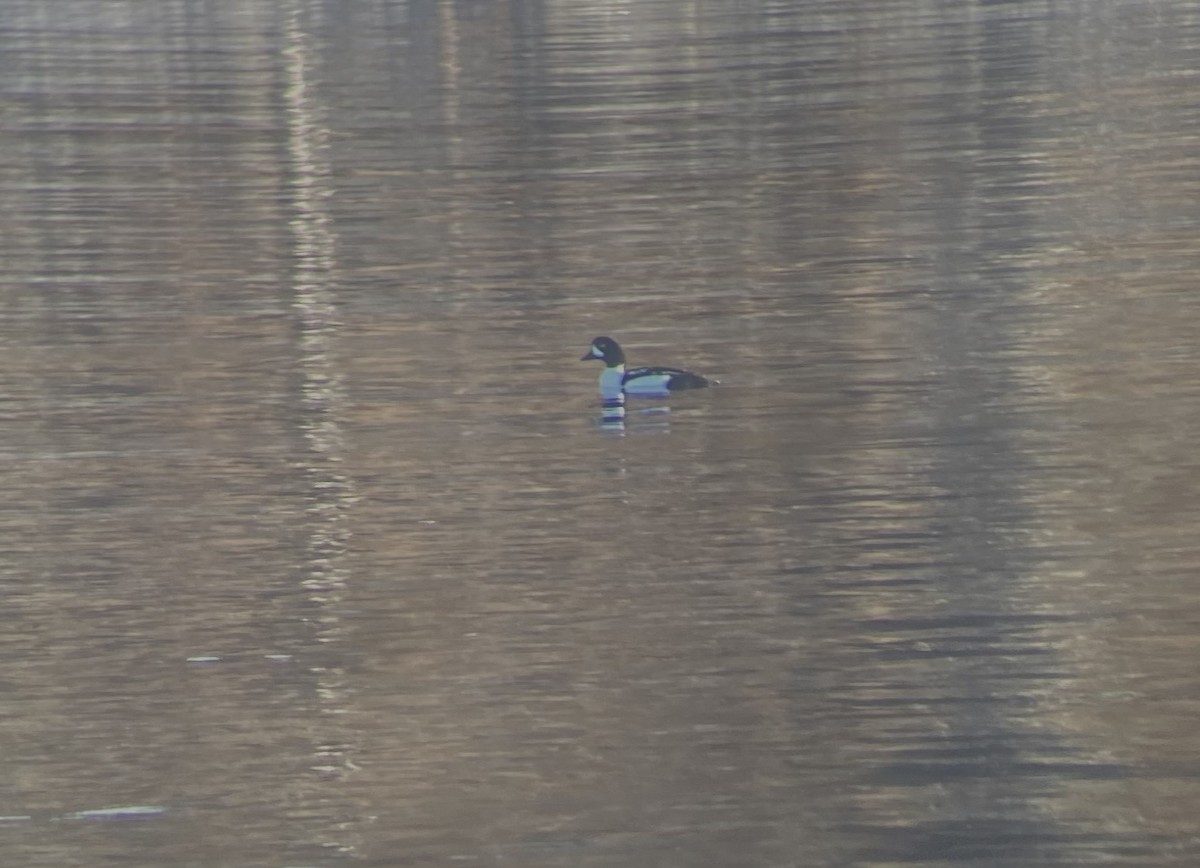 eBird Checklist - 23 Nov 2024 - Amherstview--Fairfield Park - 4 species