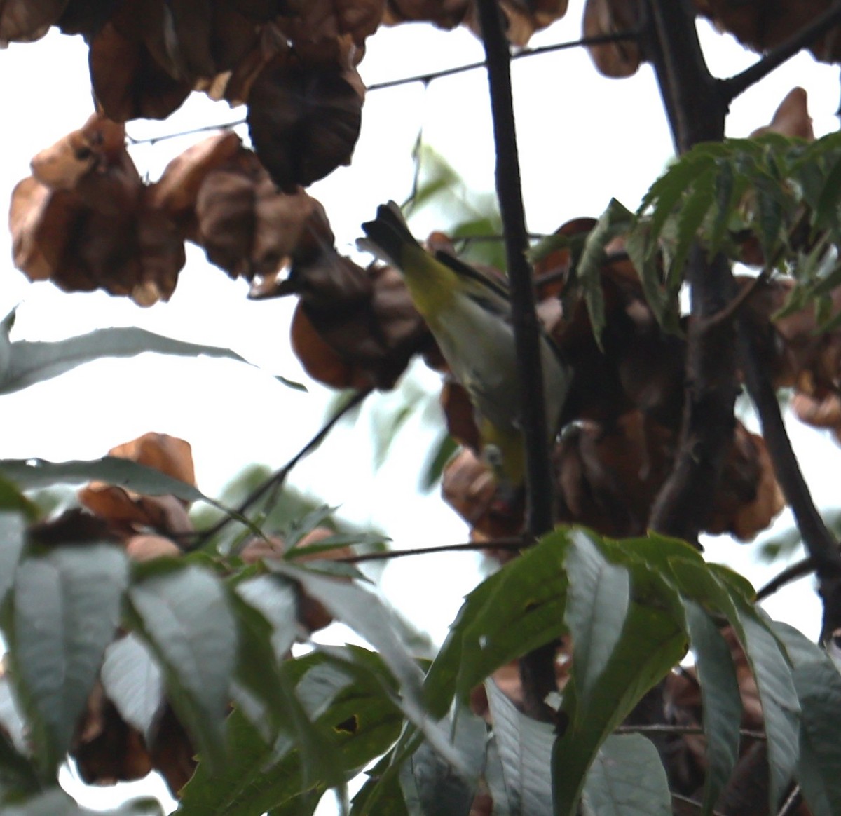 Swinhoe's White-eye - Zosterops simplex - Media Search - Macaulay ...