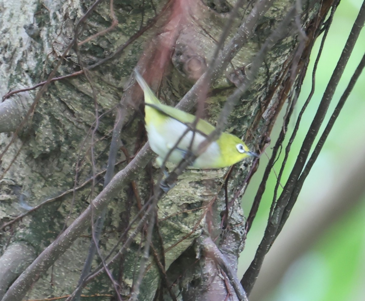 Swinhoe's White-eye - Zosterops simplex - Media Search - Macaulay ...