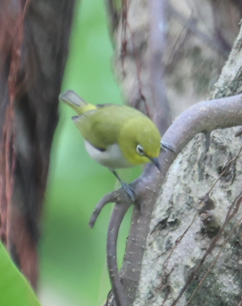 Swinhoe's White-eye - Zosterops simplex - Media Search - Macaulay ...