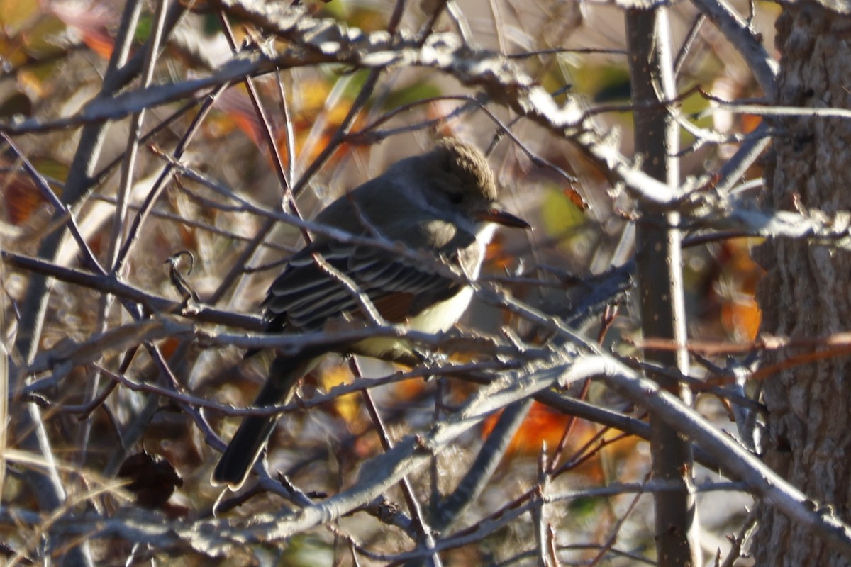 eBird Checklist - 23 Nov 2024 - Occoquan Bay NWR - 41 species