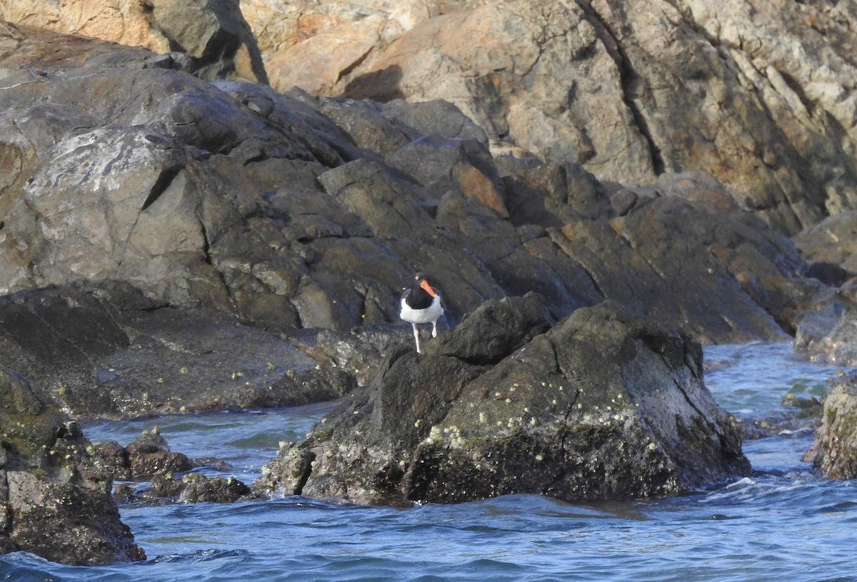 eBird Checklist - 23 Nov 2024 - Virgin Islands NP--Lind Point Trail ...