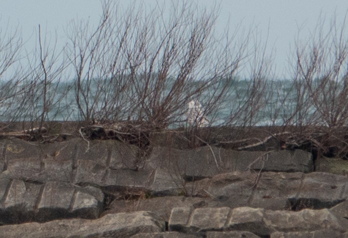 eBird Checklist - 23 Nov 2024 - Dunkirk Harbor - 25 species