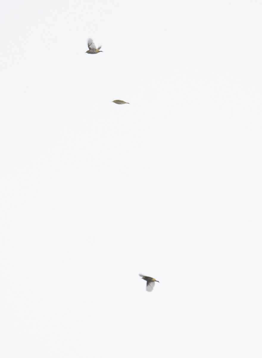 Swinhoe's White-eye - Zosterops simplex - Media Search - Macaulay ...