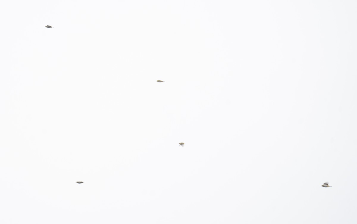 Swinhoe's White-eye - Zosterops simplex - Media Search - Macaulay ...