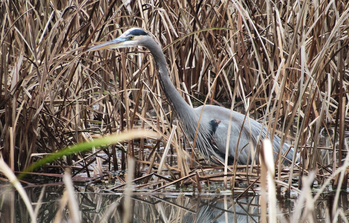 Pennsylvania Bird Atlas Checklist - 19 Nov 2024 - Wingfield Pines - 20 ...