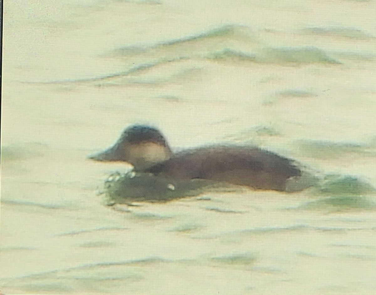 eBird Checklist - 23 Nov 2024 - Audubon NWR - 18 species