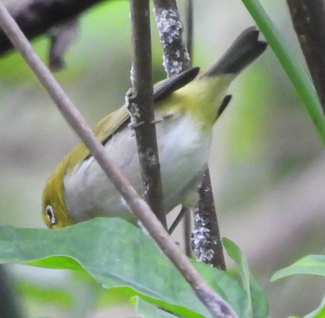 Swinhoe's White-eye - Zosterops simplex - Media Search - Macaulay ...
