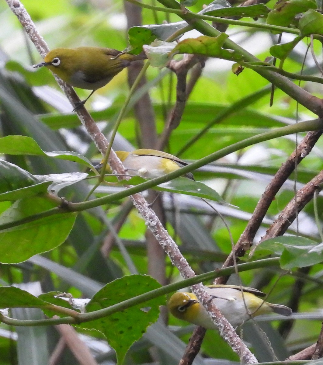 Swinhoe's White-eye - Zosterops simplex - Media Search - Macaulay ...