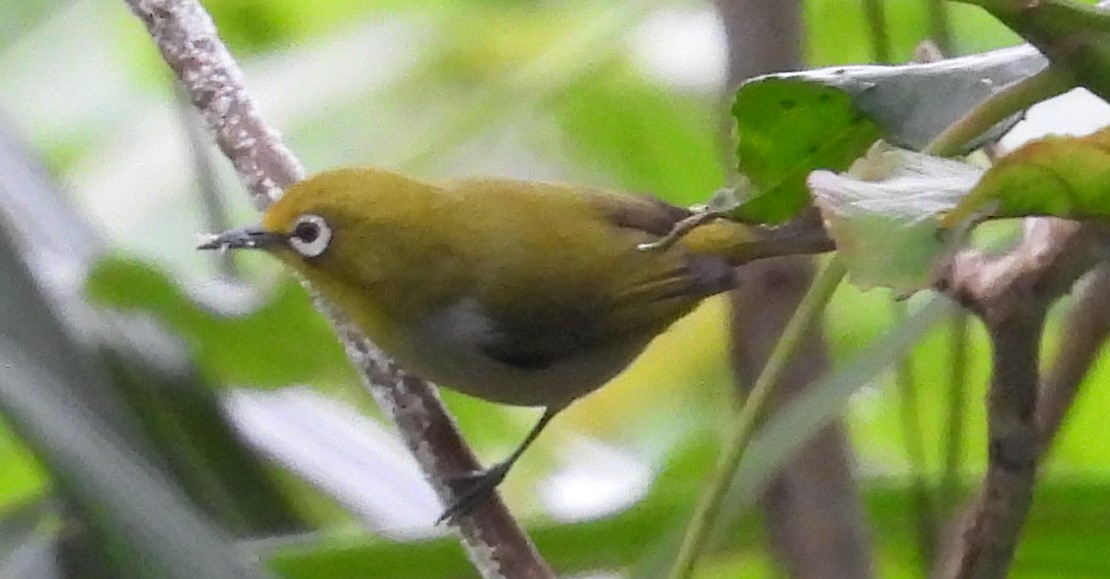 Swinhoe's White-eye - Zosterops simplex - Media Search - Macaulay ...