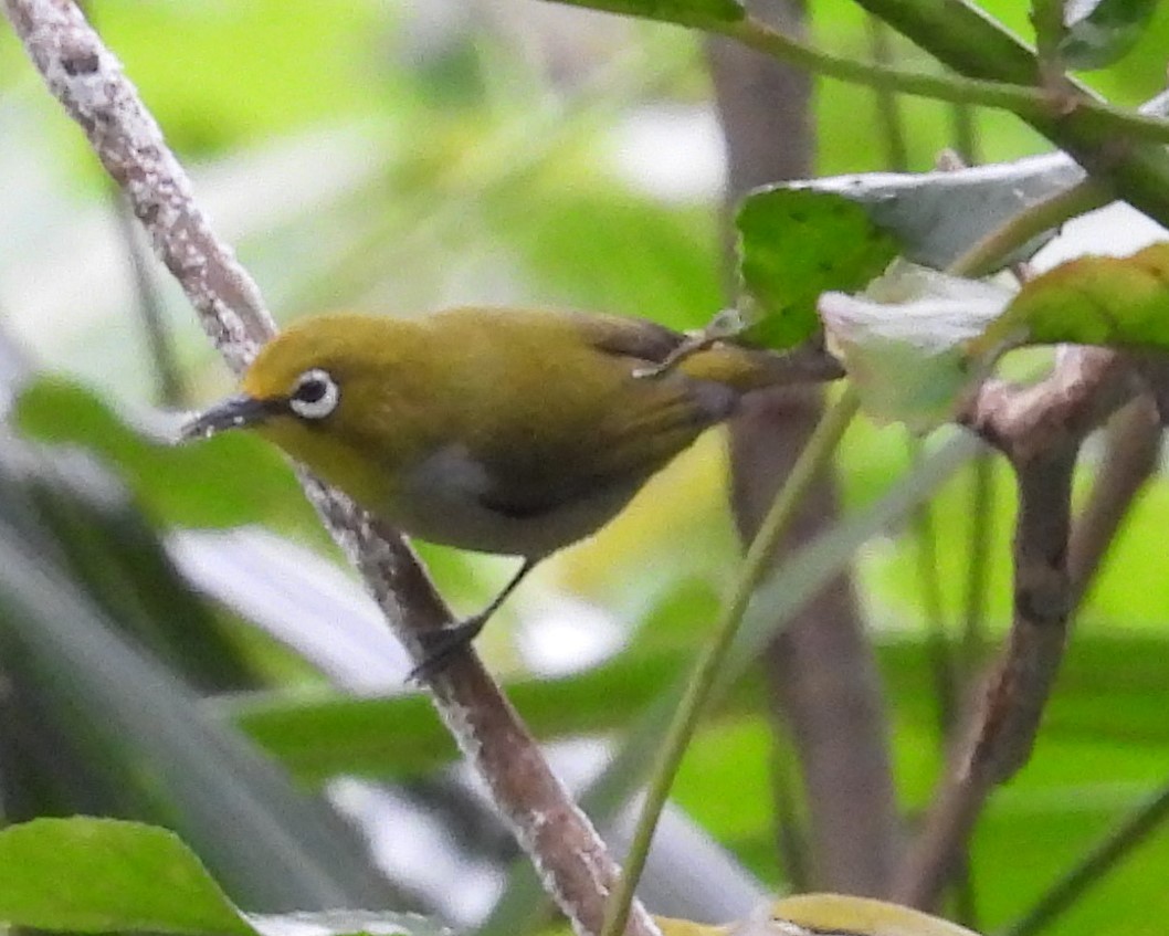 Swinhoe's White-eye - Zosterops simplex - Media Search - Macaulay ...