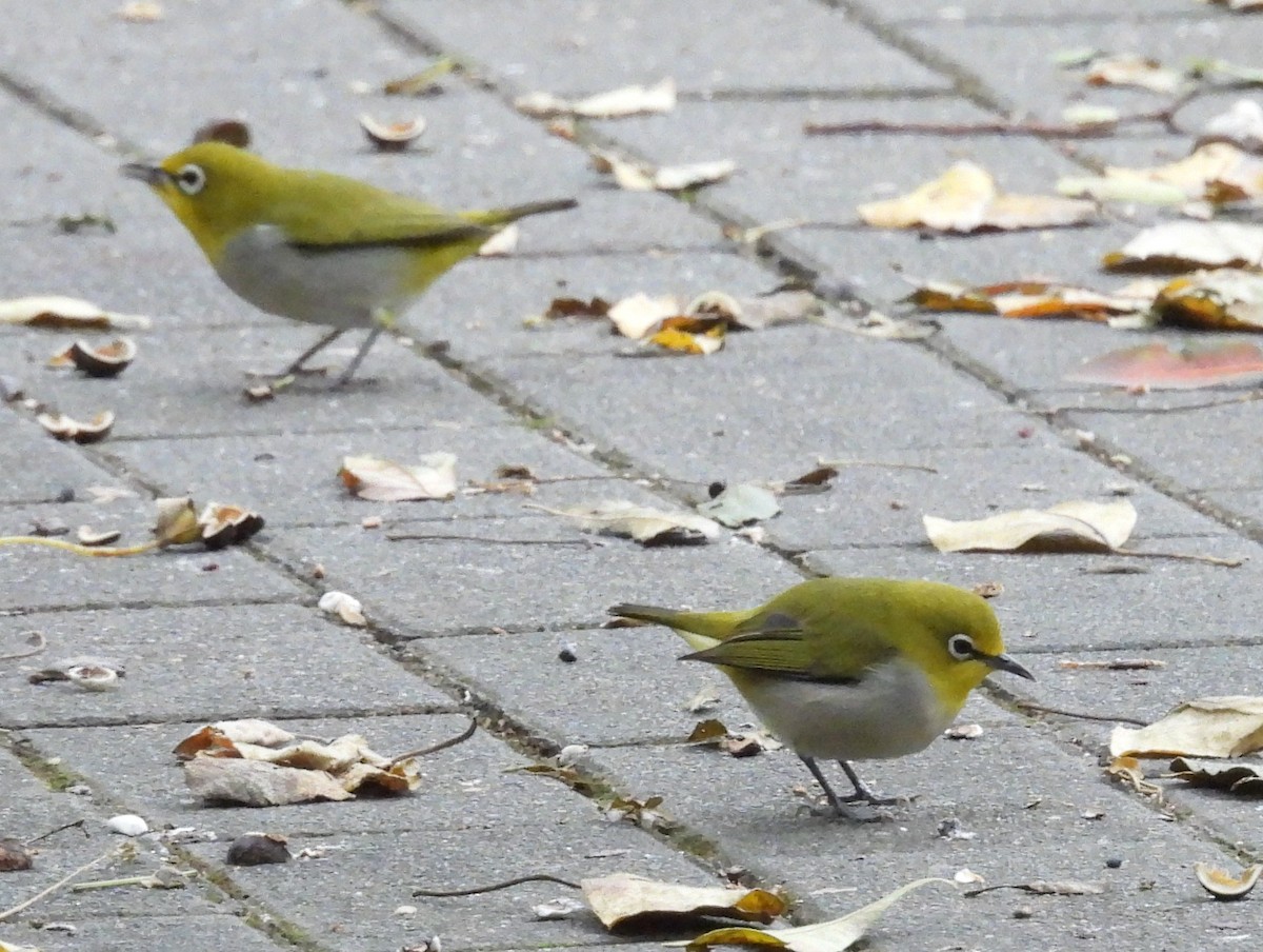 Swinhoe's White-eye - Zosterops simplex - Media Search - Macaulay ...