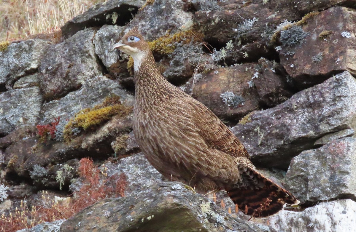 eBird Checklist - 18 Nov 2024 - Tharpaling Monastery - 19 species