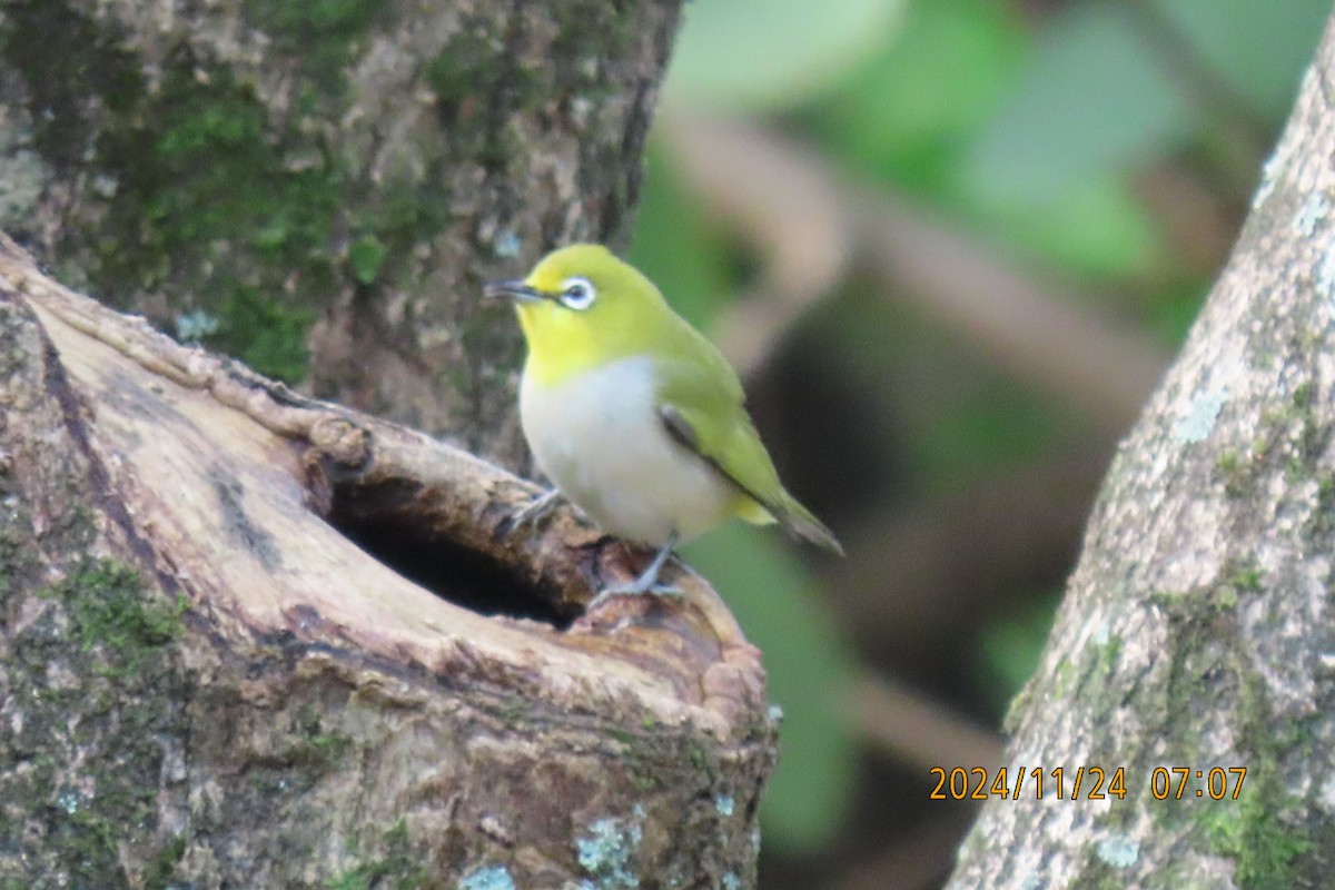 Swinhoe's White-eye - Zosterops simplex - Media Search - Macaulay ...