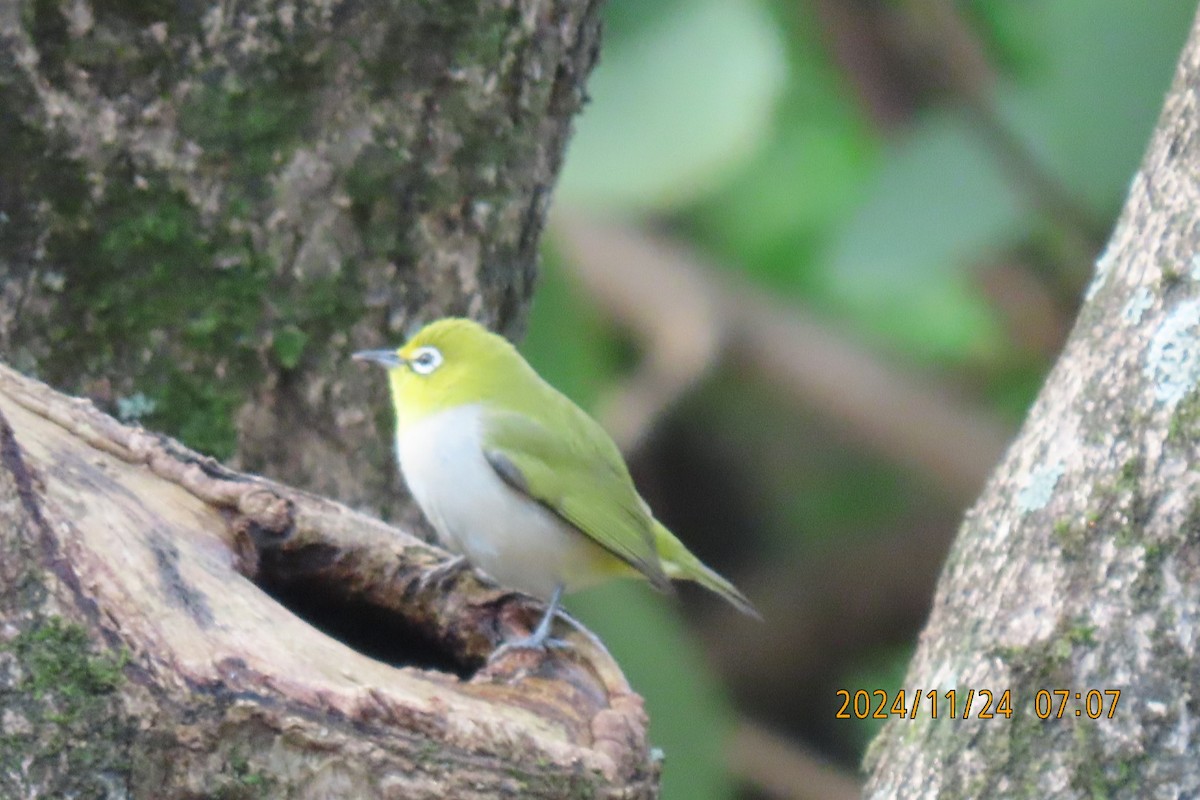 Swinhoe's White-eye - Zosterops simplex - Media Search - Macaulay ...