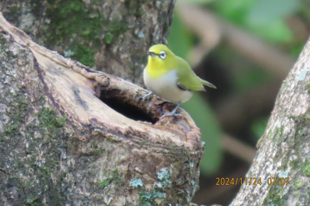 Swinhoe's White-eye - Zosterops simplex - Media Search - Macaulay ...