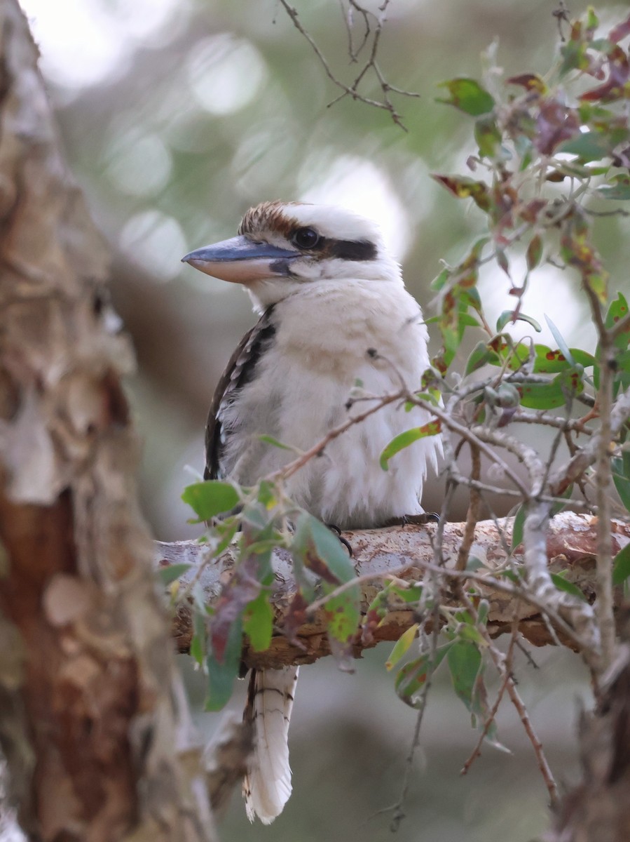 eBird Checklist - 22 Nov 2024 - Cairns Cemetery - 4 species