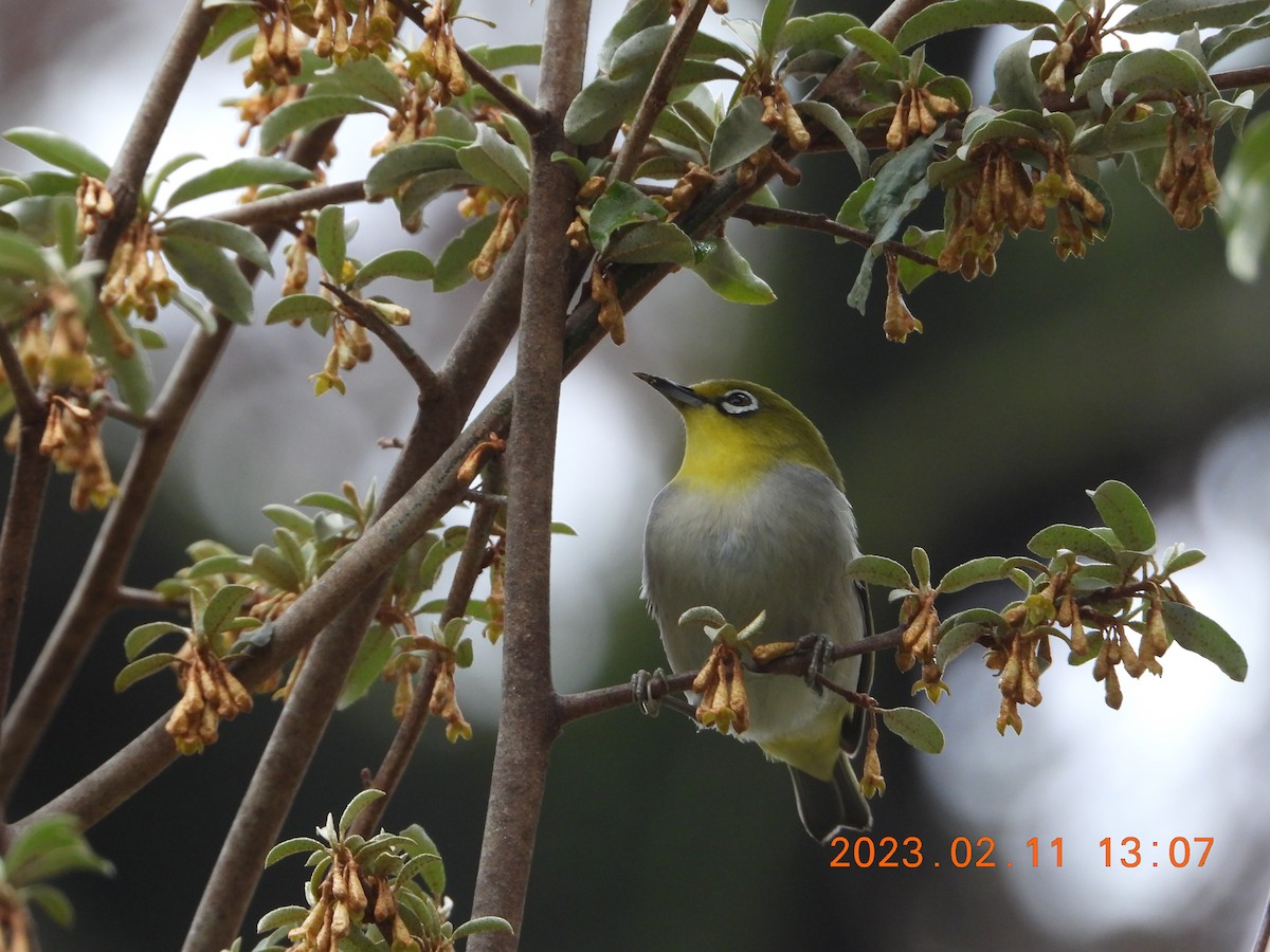 Swinhoe's White-eye - Zosterops simplex - Media Search - Macaulay ...