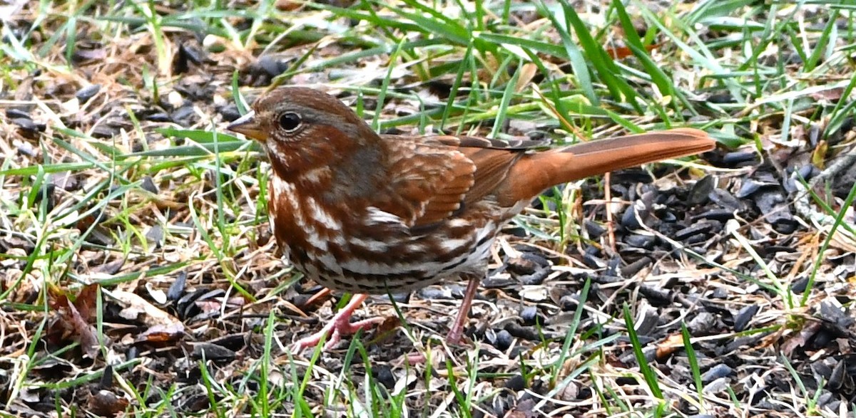 eBird Checklist - 23 Nov 2024 - US-OH-Ontario-3141 Ponderosa Ave - 40 ...