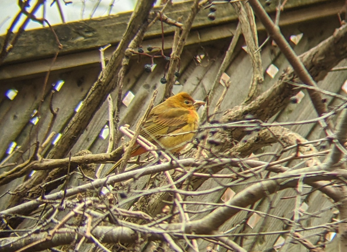 eBird Checklist - 24 Nov 2024 - 2 Stornoway Place, Peterborough ...