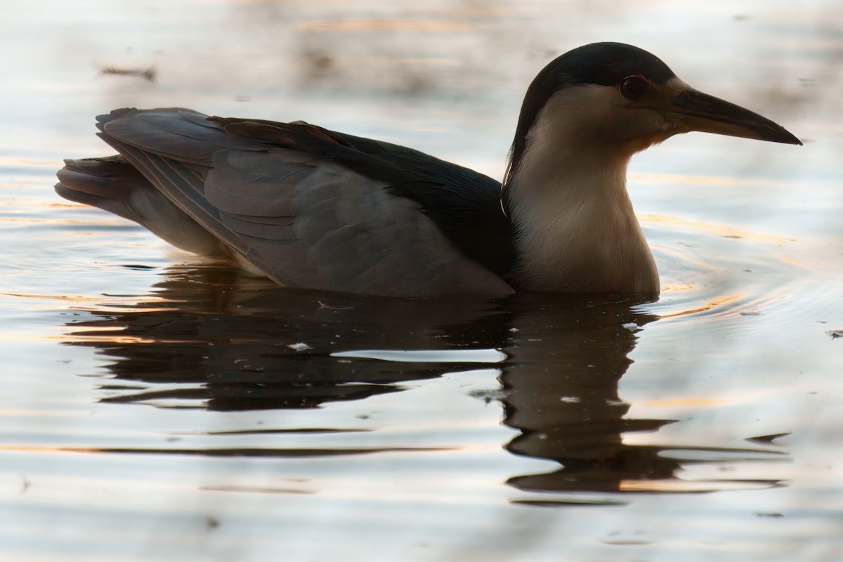 eBird Checklist - 24 Nov 2024 - Baton Rouge--Capitol Lake & Arsenal ...