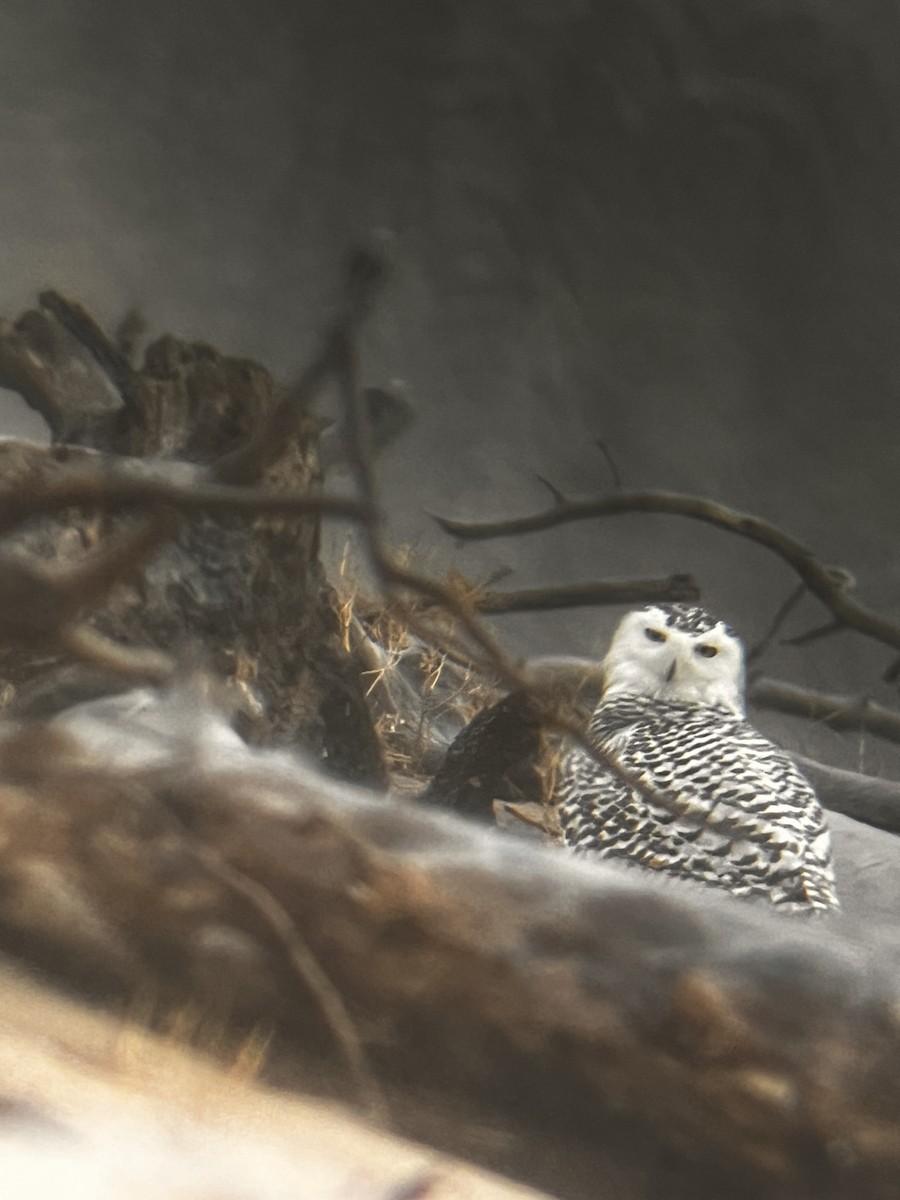 Pennsylvania Bird Atlas Checklist - 24 Nov 2024 - Presque Isle SP--Gull Pt. - 12 species