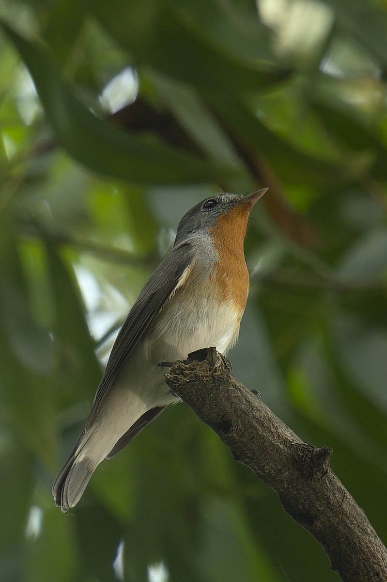 eBird Checklist - 2 Nov 2024 - Justice Shahabuddin Park (Dhaka) - 1 species