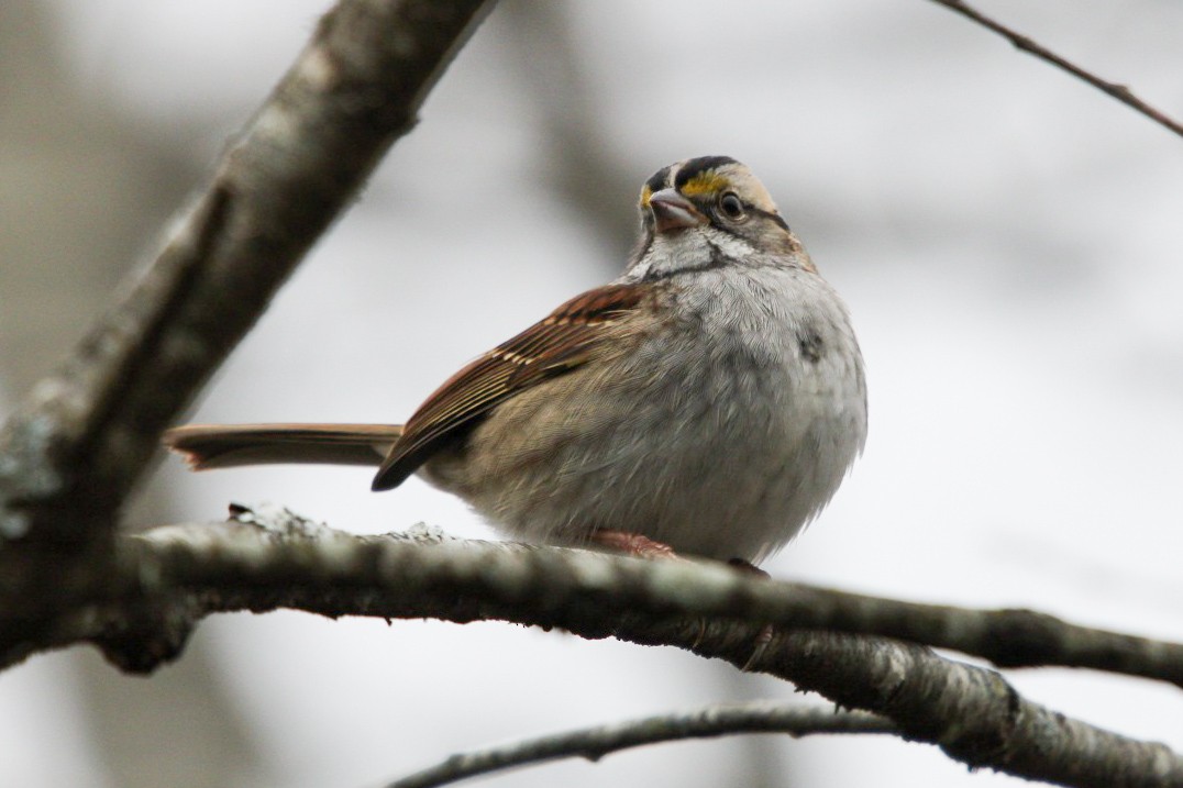 Pennsylvania Bird Atlas Checklist - 24 Nov 2024 - Yellow Creek SP--Camp ...