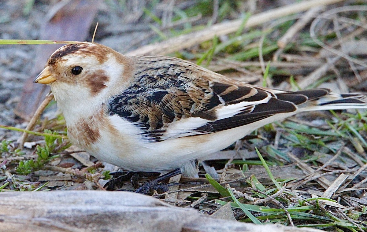 ML626665679 - Snow Bunting - Macaulay Library