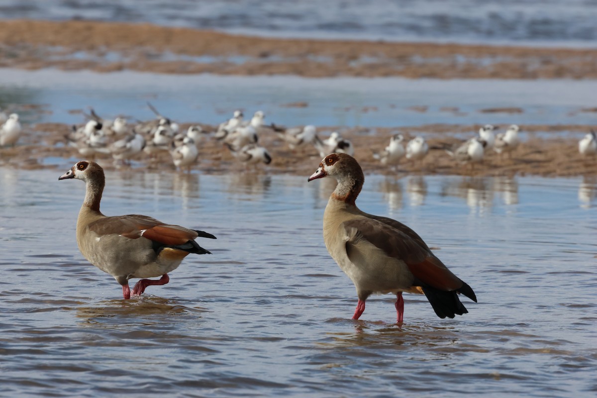 eBird Checklist - 13 Nov 2024 - Divava Lodge - 35 species