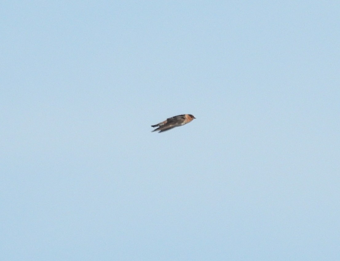 ML626675080 - Cave Swallow - Macaulay Library