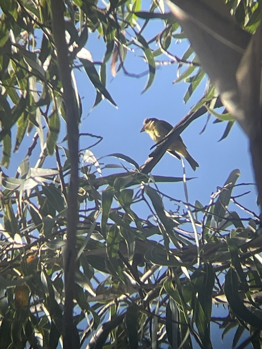 eBird Checklist - 23 Nov 2024 - Bolinas--Suburban neighborhoods - 48 ...