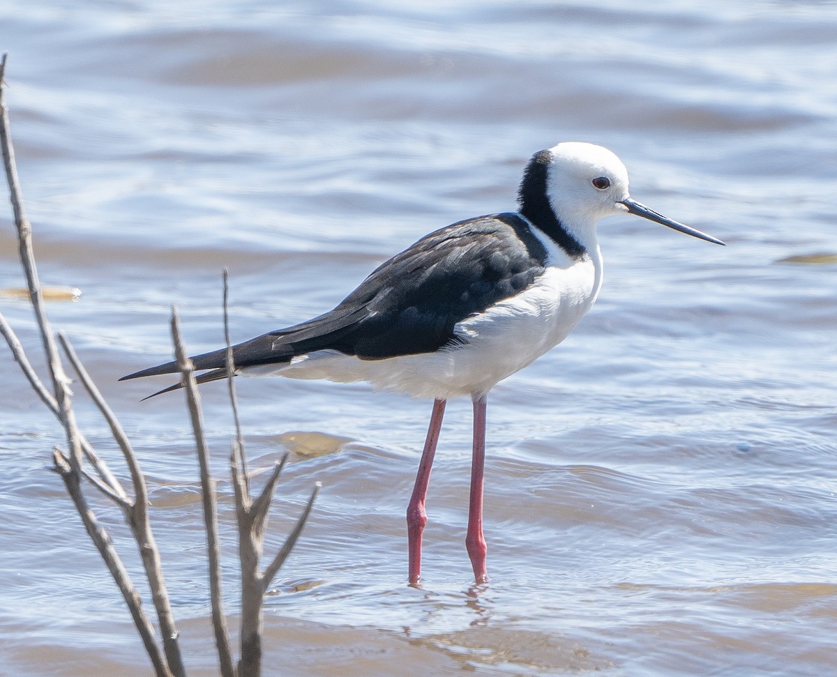 eBird Checklist - 24 Nov 2024 - Loveday Cove (Lake Cooby) - 38 species