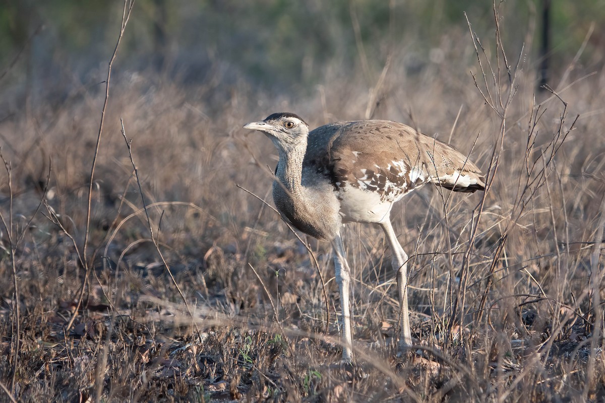 ML626689975 - Australian Bustard - Macaulay Library