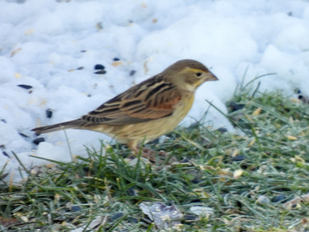 Pennsylvania Bird Atlas Checklist - 25 Nov 2024 - PA-SQ-Old County Road ...