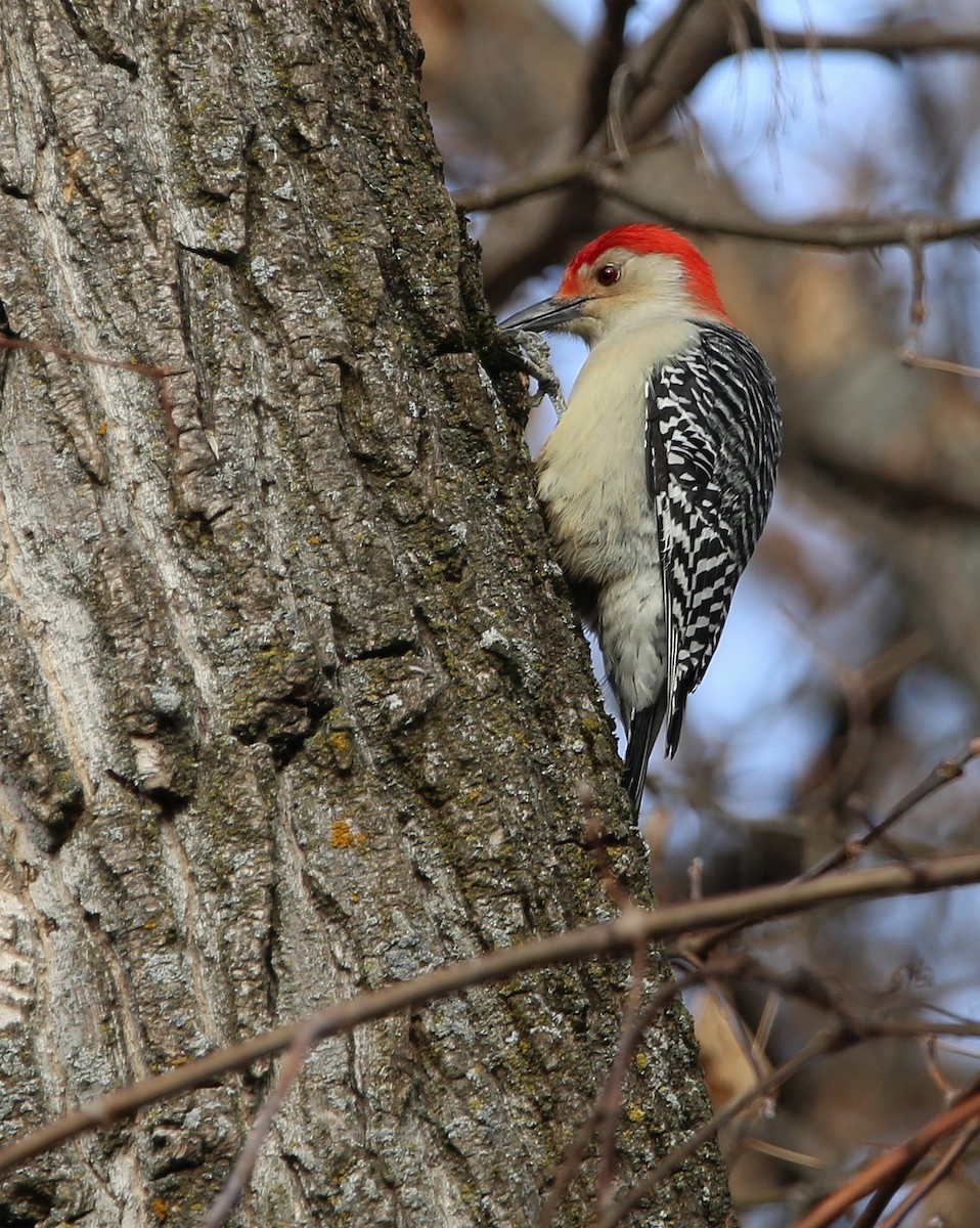 eBird Checklist - 25 Nov 2024 - Parc écomaritime de l'Anse-du-Port - 19 ...