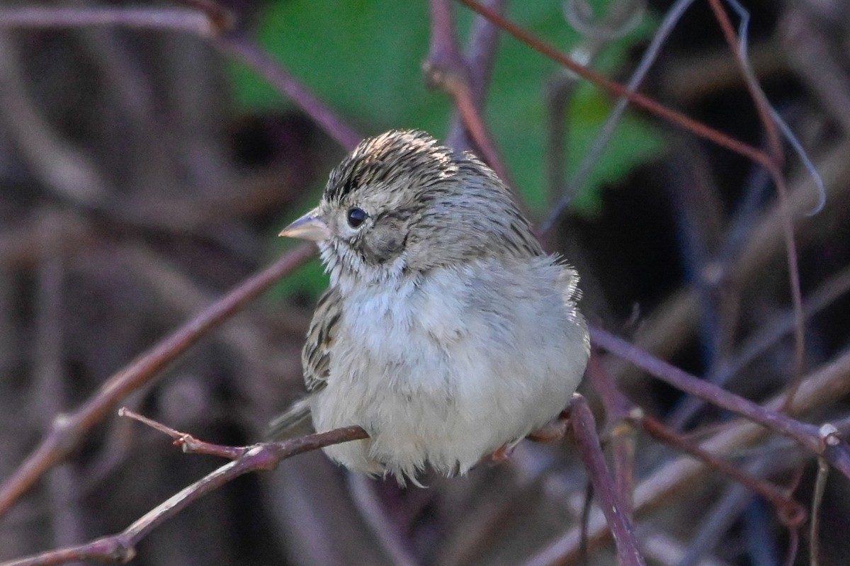 eBird Checklist - 25 Nov 2024 - Lake Apopka North Shore--Lust Rd. Gate ...