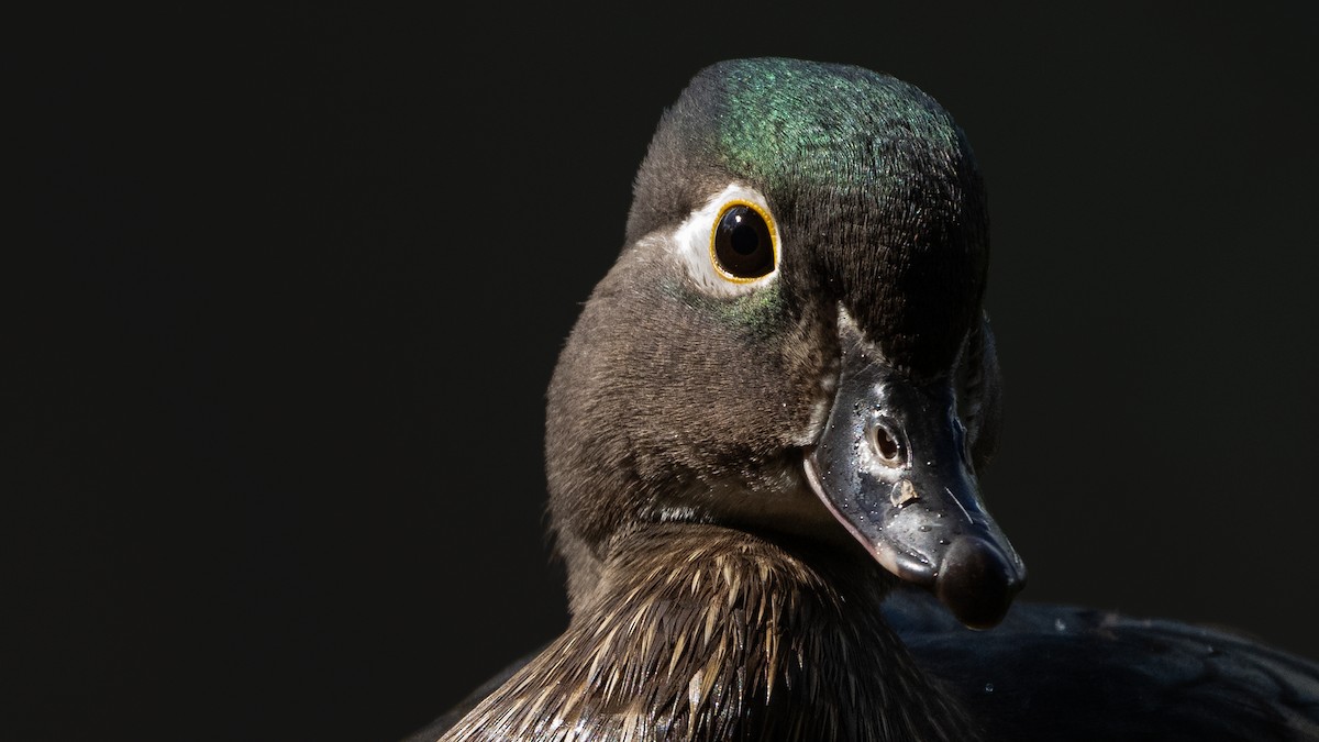 ML626722417 - Wood Duck - Macaulay Library