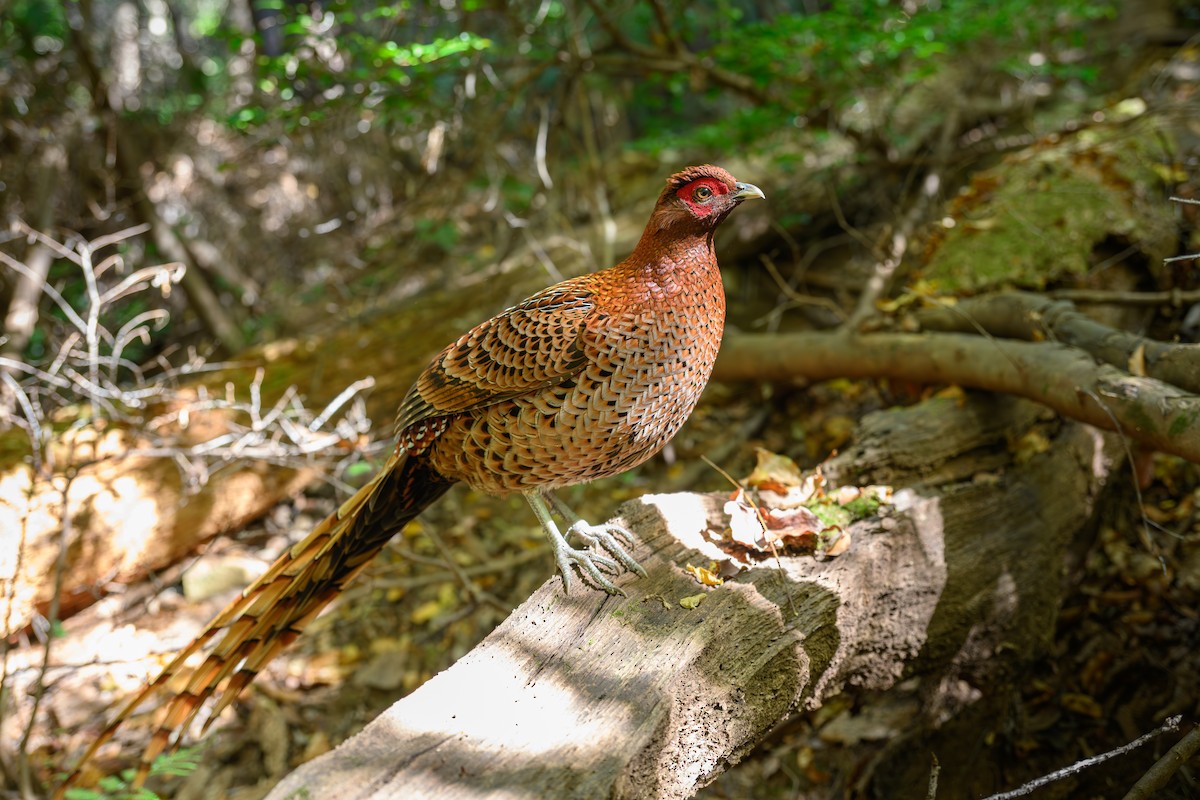 ML626722491 - Copper Pheasant - Macaulay Library