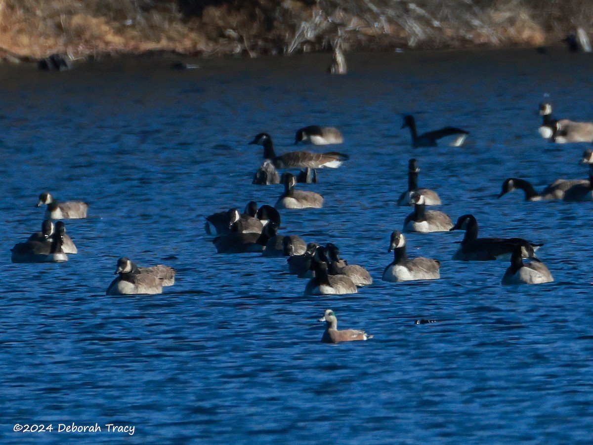 eBird Checklist - 25 Nov 2024 - Tamarack Lake - 4 species