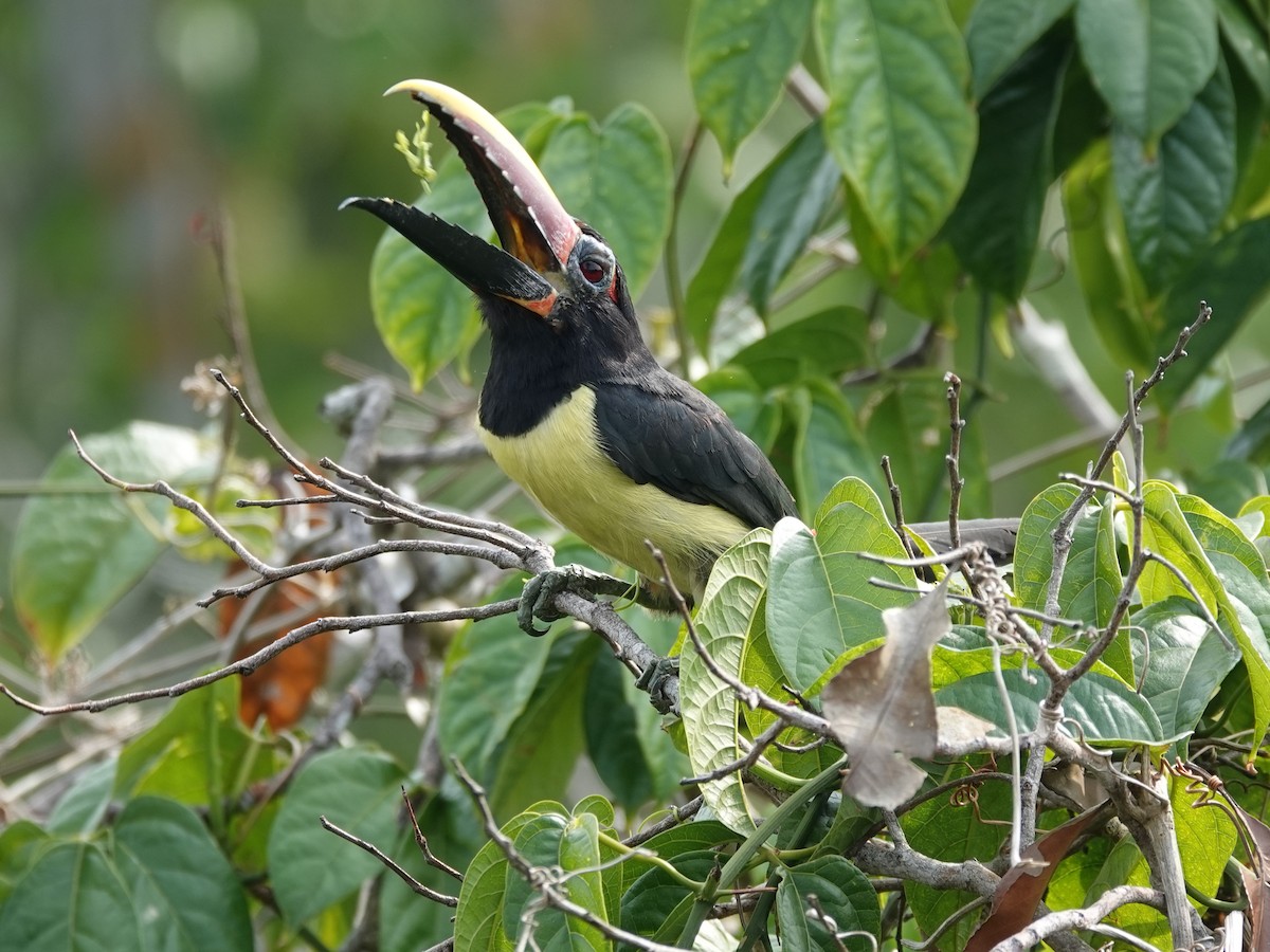eBird Checklist - 17 Oct 2024 - MUSA--Torre de Observação - 31 species
