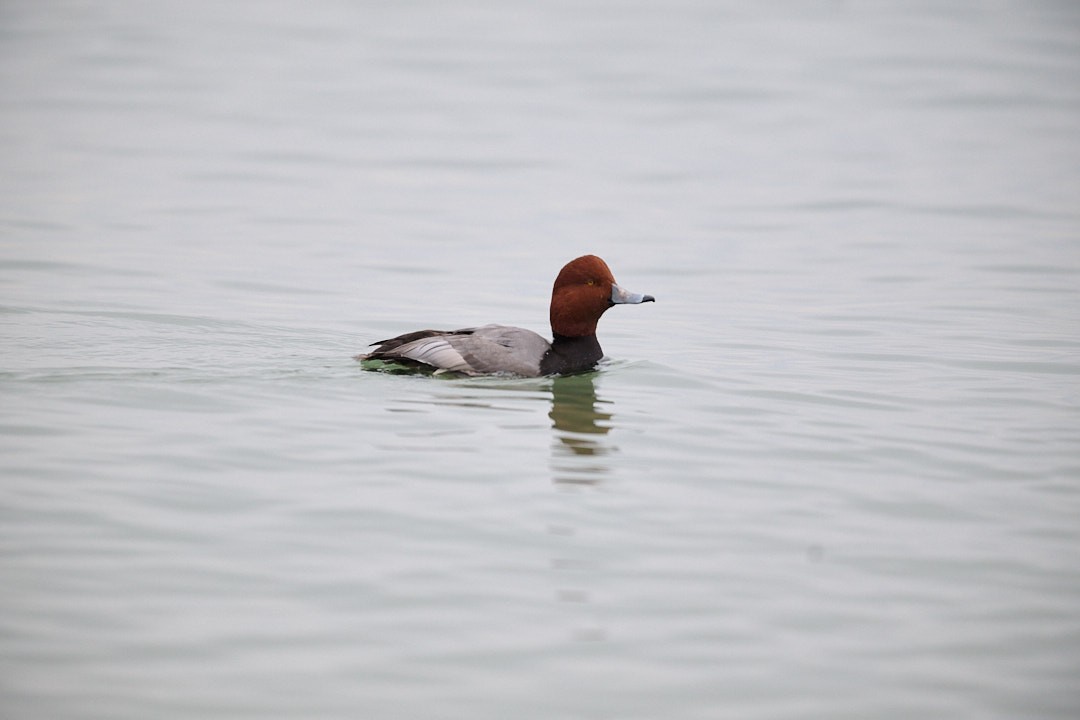 eBird Checklist - 25 Nov 2024 - Presque Isle SP--Gull Pt. - 9 species