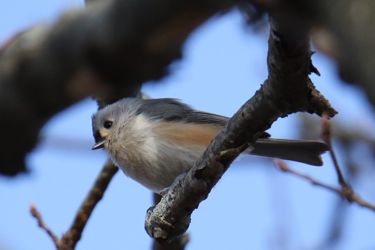 eBird Checklist - 25 Nov 2024 - Deer Pond Farm, CT Audubon (Dutchess Co ...