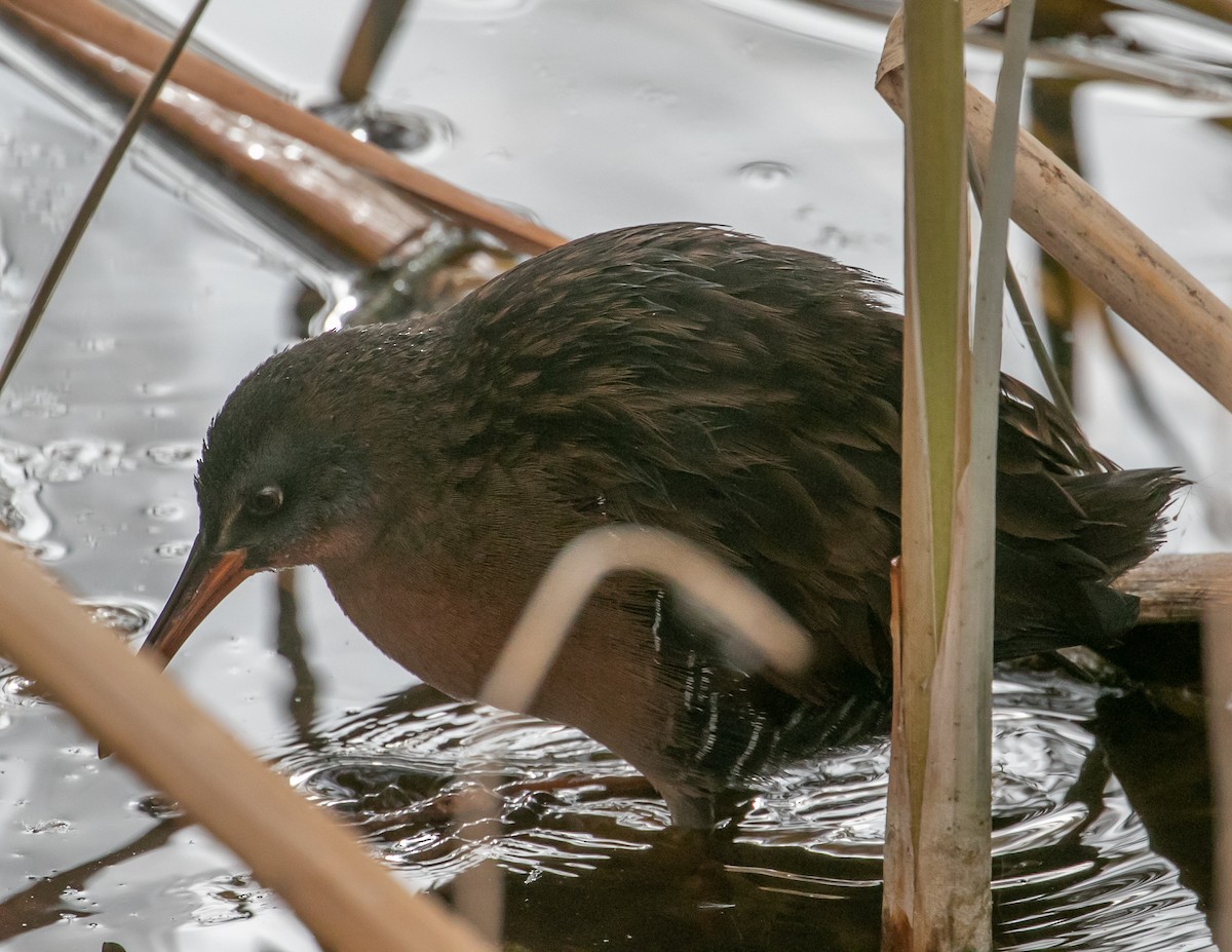 eBird Checklist - 25 Nov 2024 - Piute Ponds (permit required) - 58 ...
